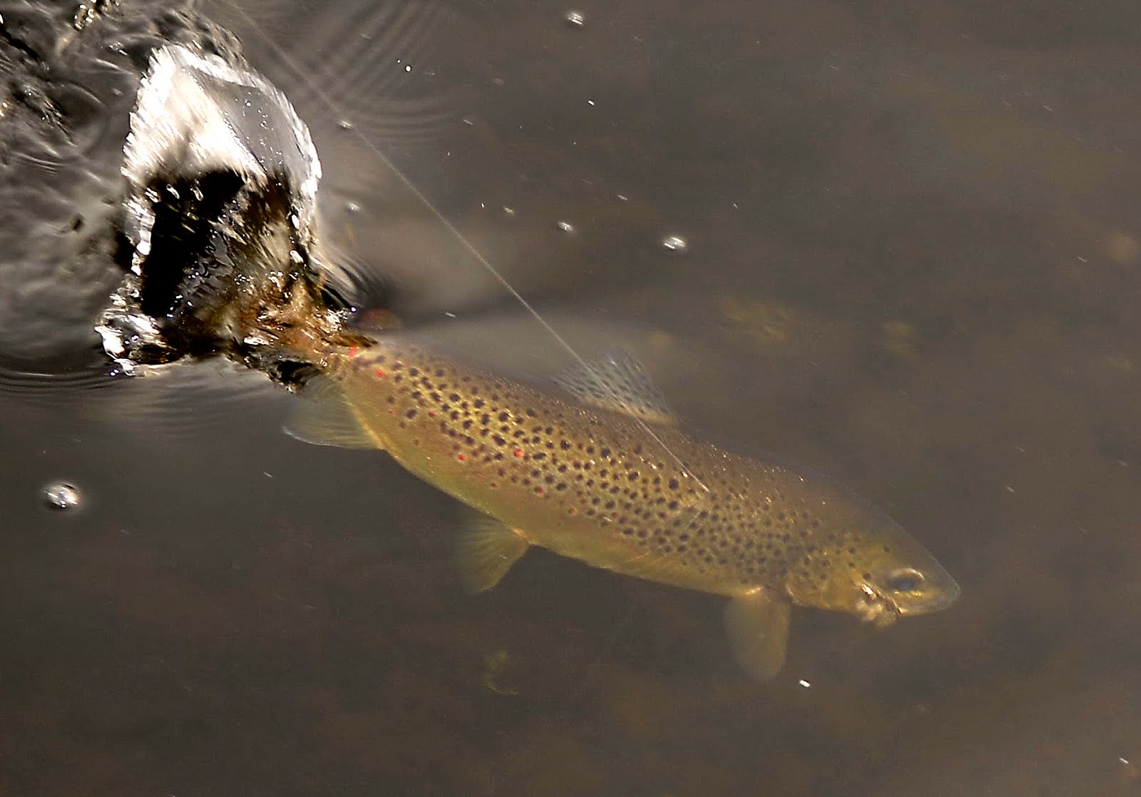 AFW & HI-SEAS Blog: Tricks for Summer Trout