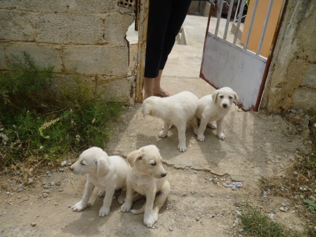 Ζ.Ο.Ε.Σ συνεχεια και στο Facebook : Zoofiliki Salaminas: ΚΟΥΤΑΒΙΑ ΓΙΑ ...