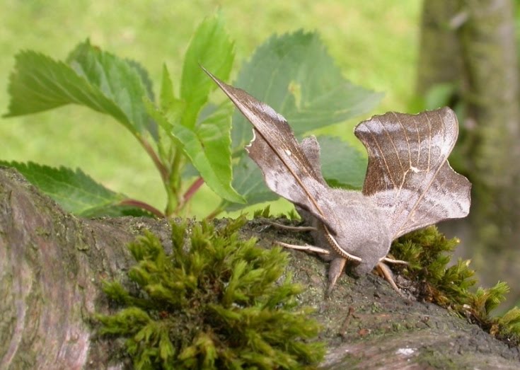 Wild Yorkshire: Moths on the Cherry Tree