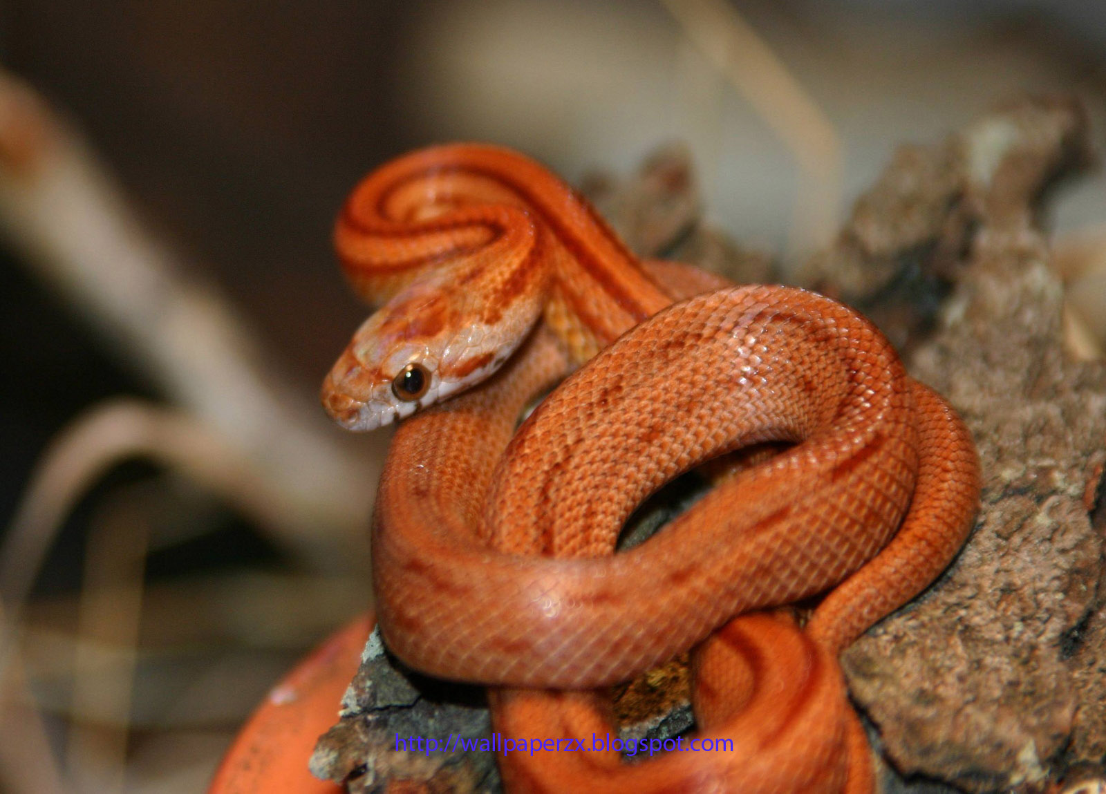 All type Wallpapers: Amazing Snakes HD Wallpapers