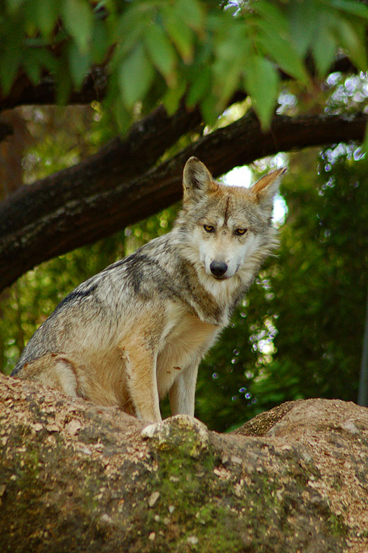 AFRICAM SAFARI: LOBO MEXICANO