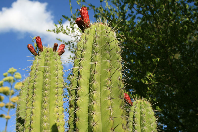 AFRICAM SAFARI: BIODIVERSIDAD VEGETAL MEXICANA