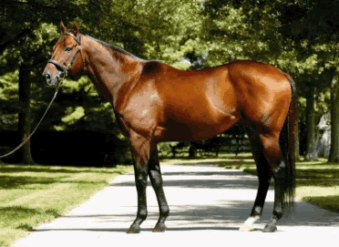 Stud Farra Corrida: Candy Ride:"El Elegido"