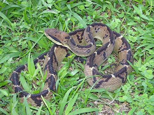 King Cobra: Bushmaster