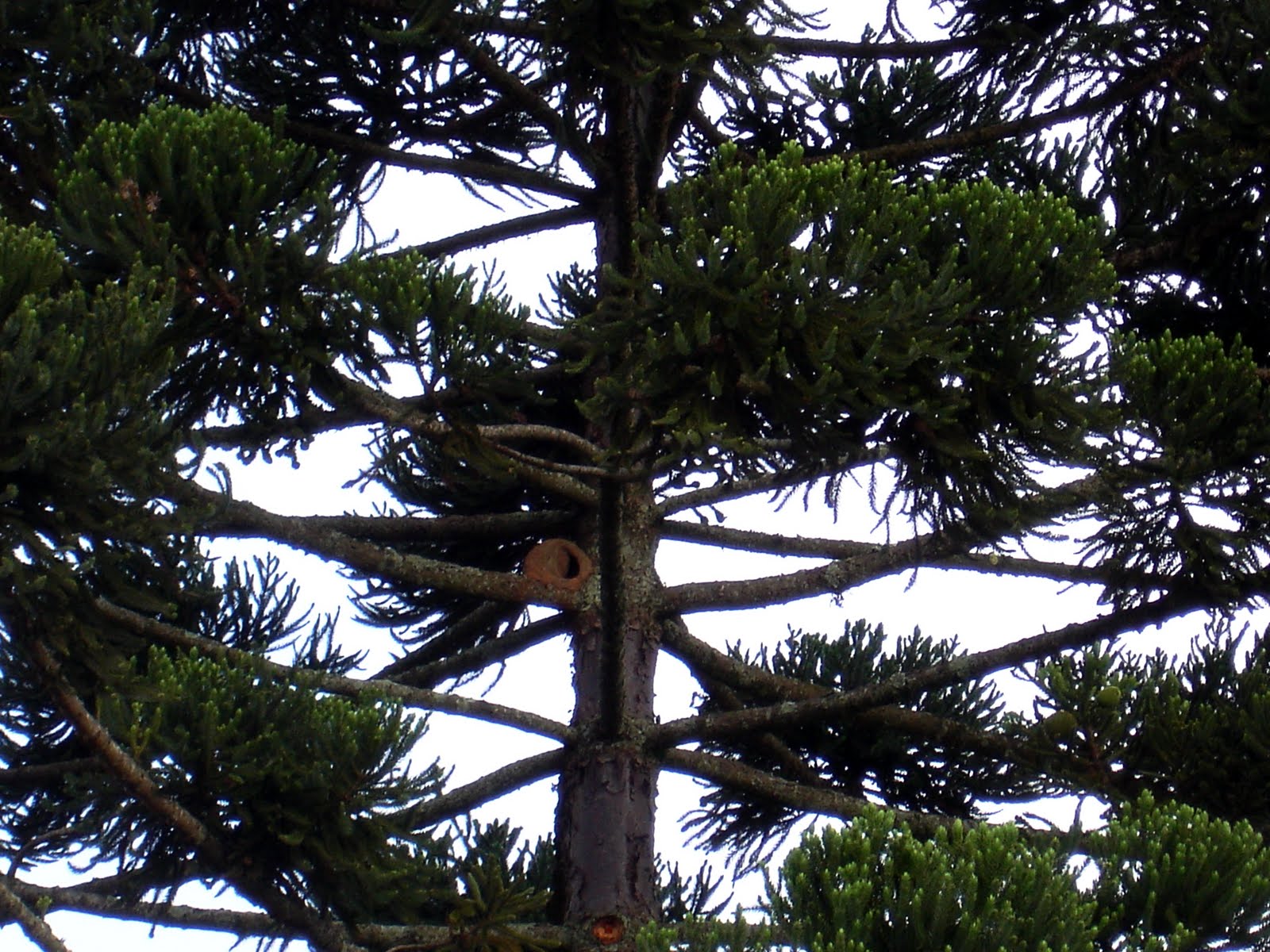 curytybadailyphotos: Araucária Tree (Pinheiro)