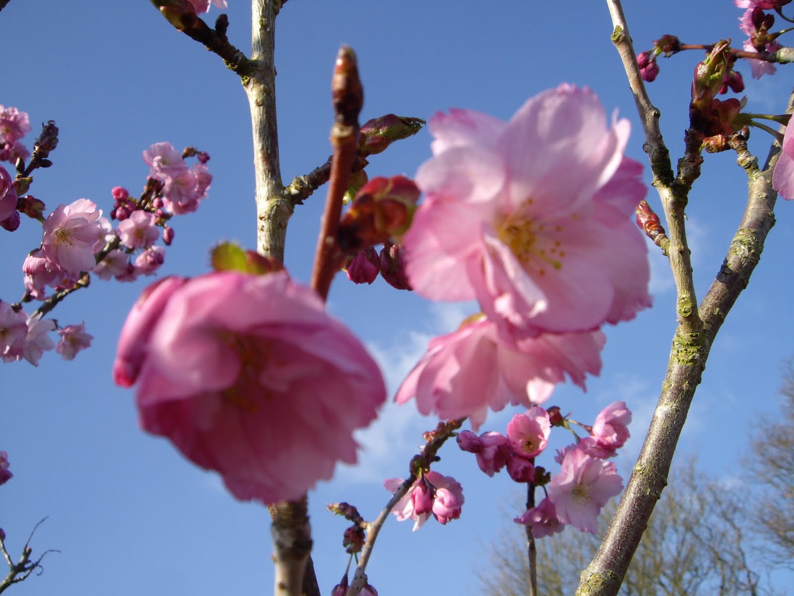 sarah-jane down the lane: Cherry Blossom