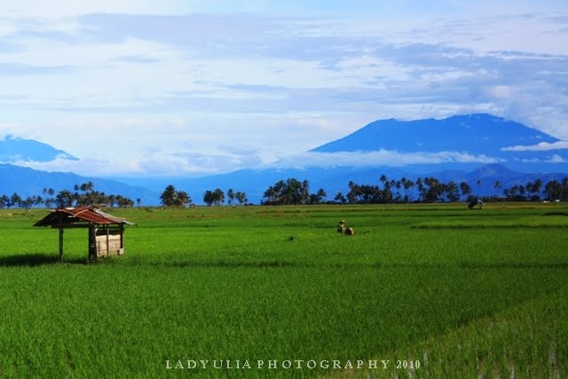 SUMANI RICEFIELD - PART 1 - Get Up, Survive, Go Back To The Bed