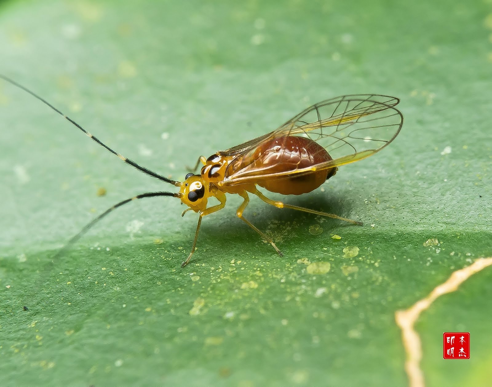 Benjamin photography: Bark lice and a Tiger Beetle