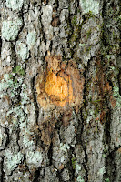 Pursuit Hunting: Tree ID - Black Oak