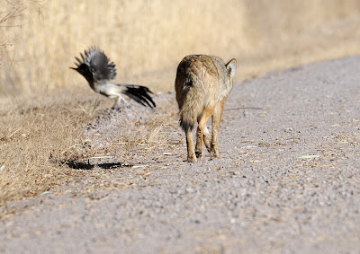 BrdPics: Real world Coyote vs. Roadrunner