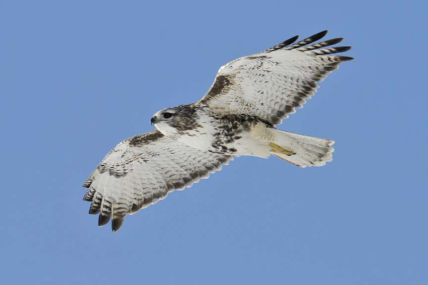 BrdPics: More Snow Light