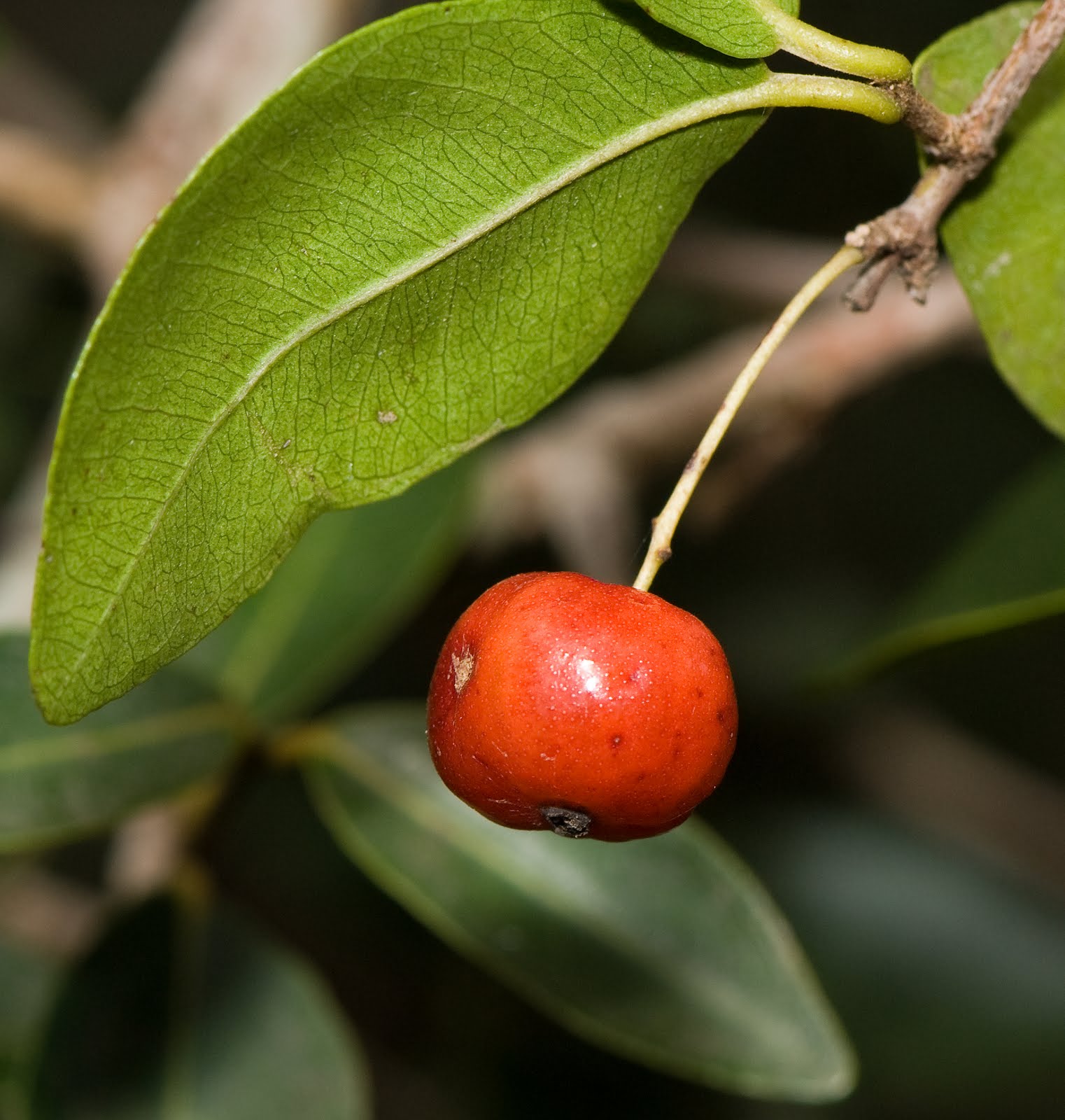 FOTOGRAFIAS DE LA FLORA AUTOCTONA DEL URUGUAY: CAMBUÍ