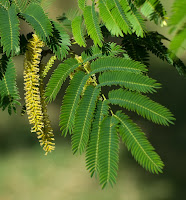 FOTOGRAFIAS DE LA FLORA AUTOCTONA DEL URUGUAY: ANGICO