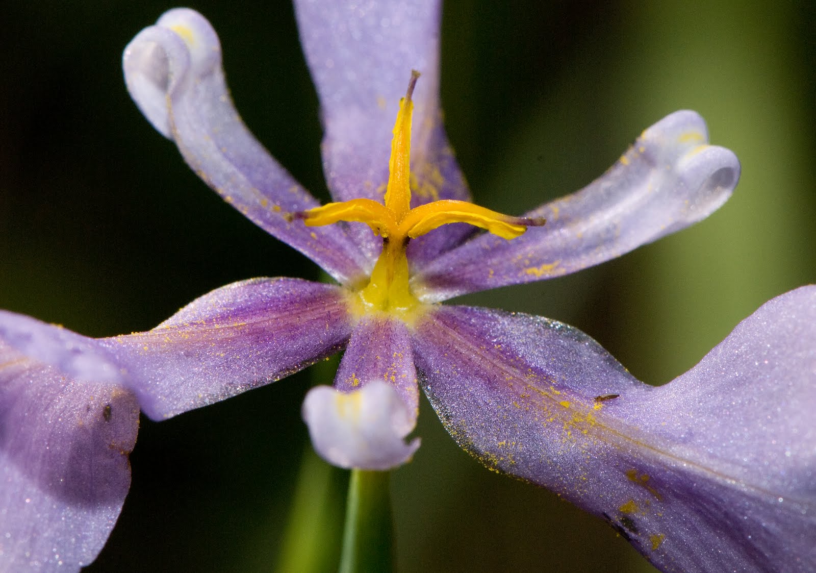 FOTOGRAFIAS DE LA FLORA AUTOCTONA DEL URUGUAY: Calydorea amabilis