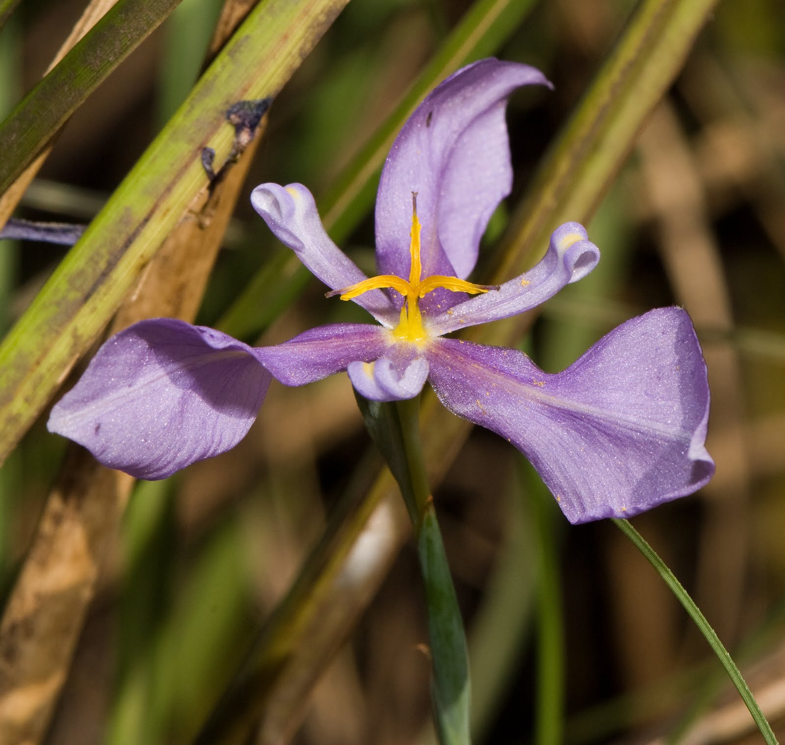FOTOGRAFIAS DE LA FLORA AUTOCTONA DEL URUGUAY: Calydorea amabilis