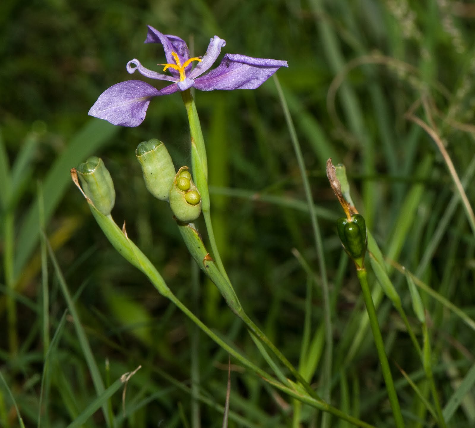 FOTOGRAFIAS DE LA FLORA AUTOCTONA DEL URUGUAY: Calydorea amabilis