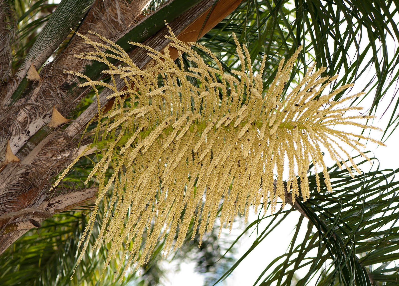FOTOGRAFIAS DE LA FLORA AUTOCTONA DEL URUGUAY: PINDÓ
