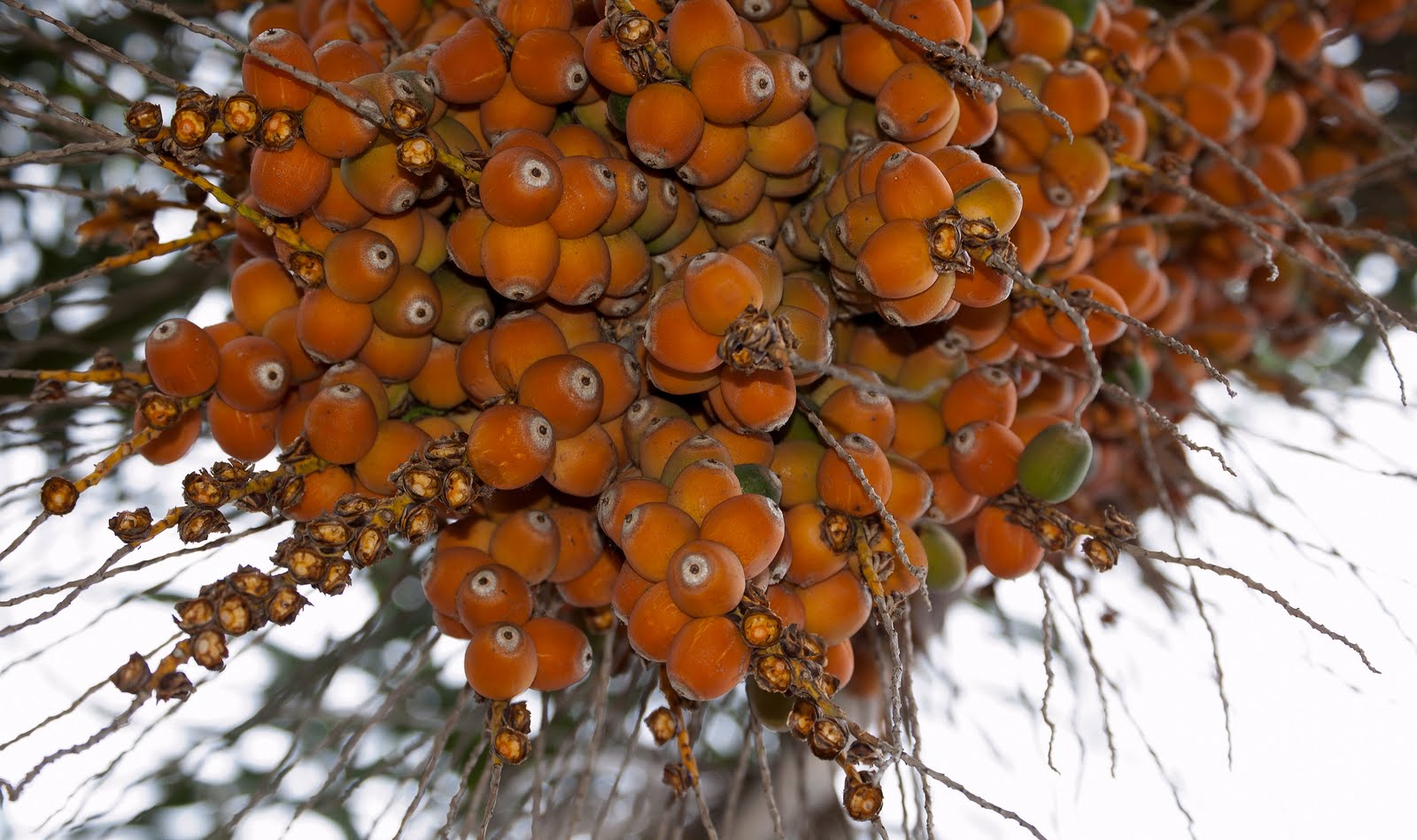 FOTOGRAFIAS DE LA FLORA AUTOCTONA DEL URUGUAY: PINDÓ