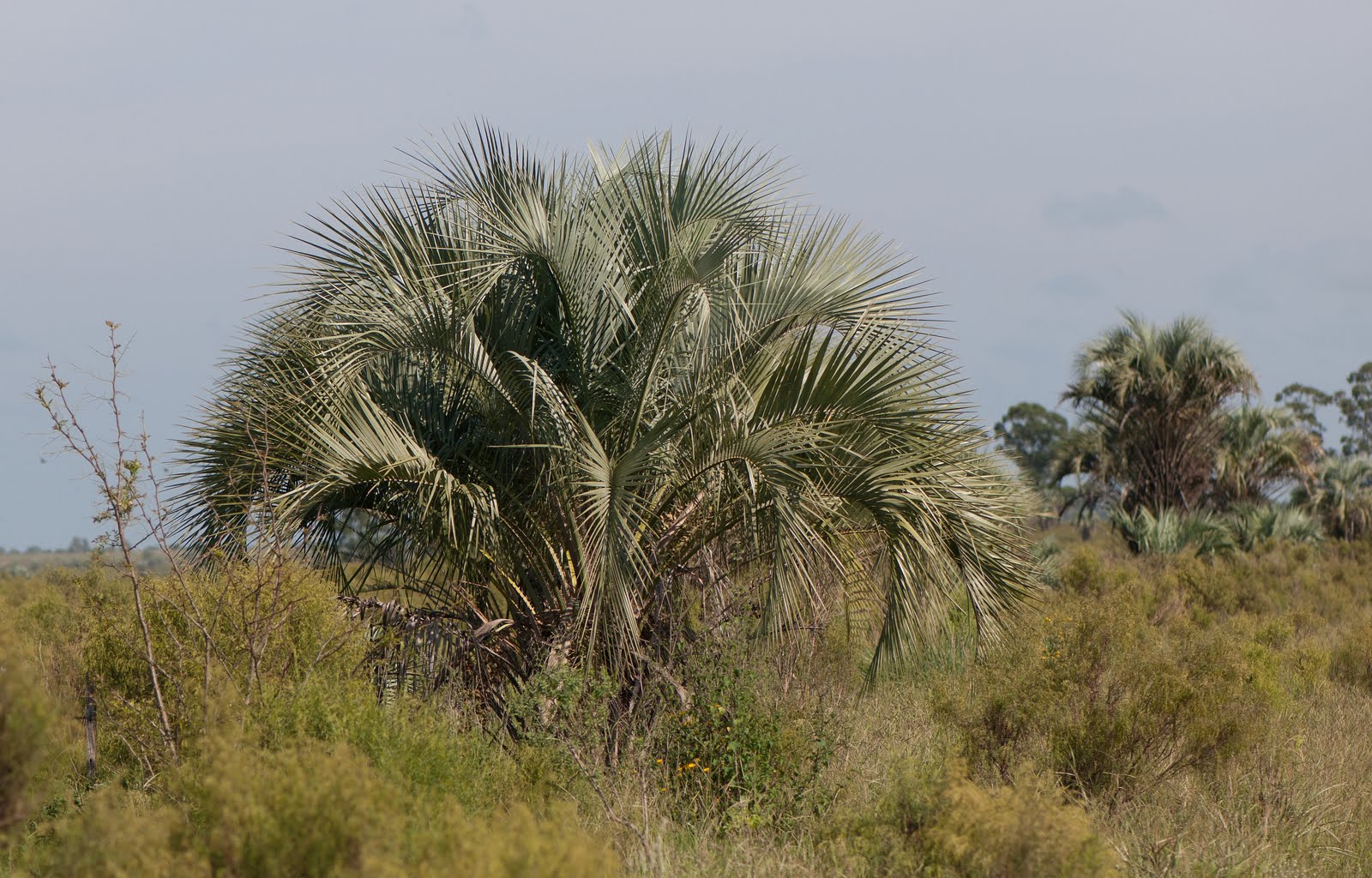 FOTOGRAFIAS DE LA FLORA AUTOCTONA DEL URUGUAY: BUTIA YATAY