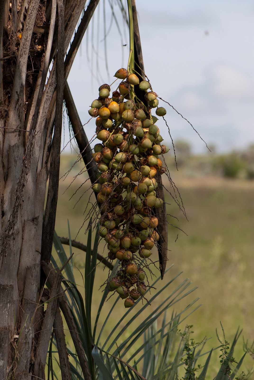 FOTOGRAFIAS DE LA FLORA AUTOCTONA DEL URUGUAY: BUTIA YATAY
