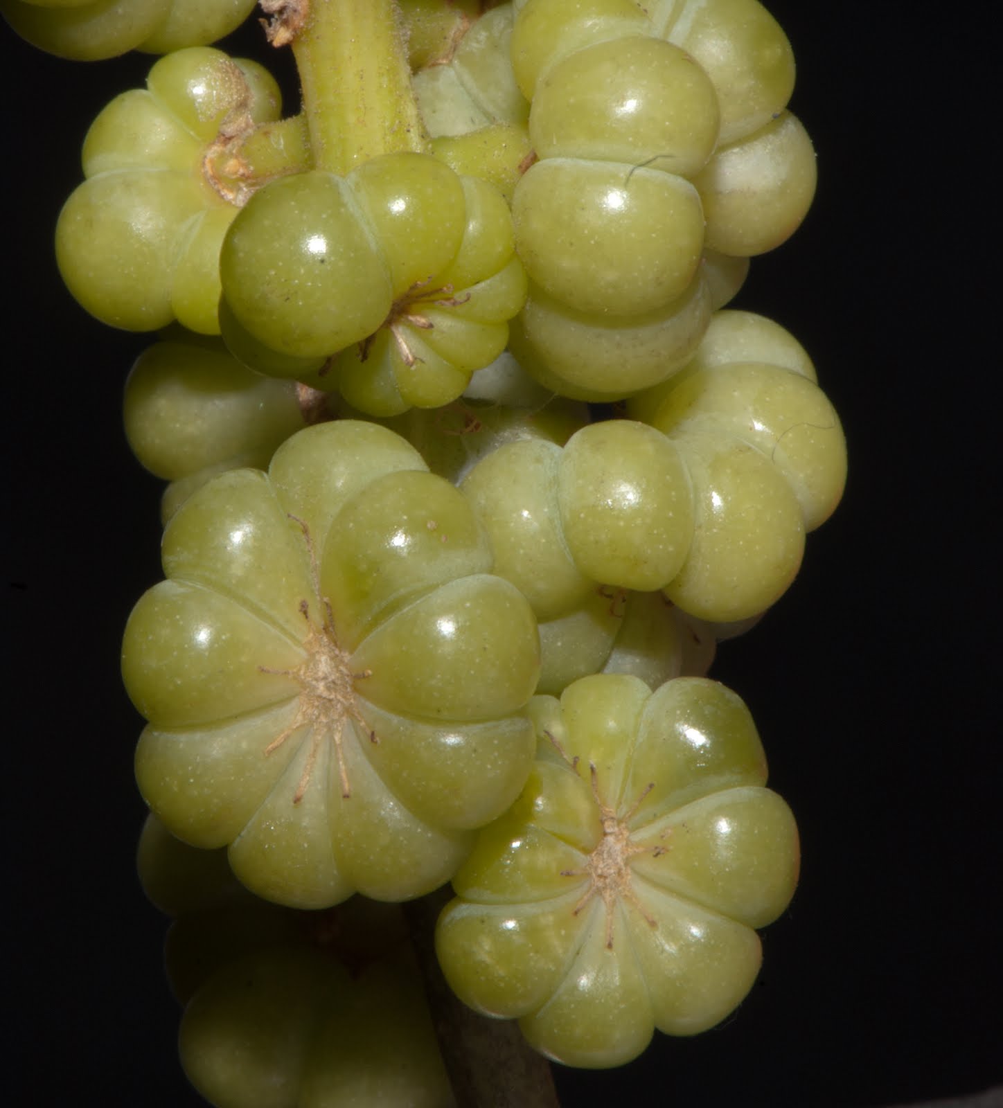 FOTOGRAFIAS DE LA FLORA AUTOCTONA DEL URUGUAY: OMBÚ