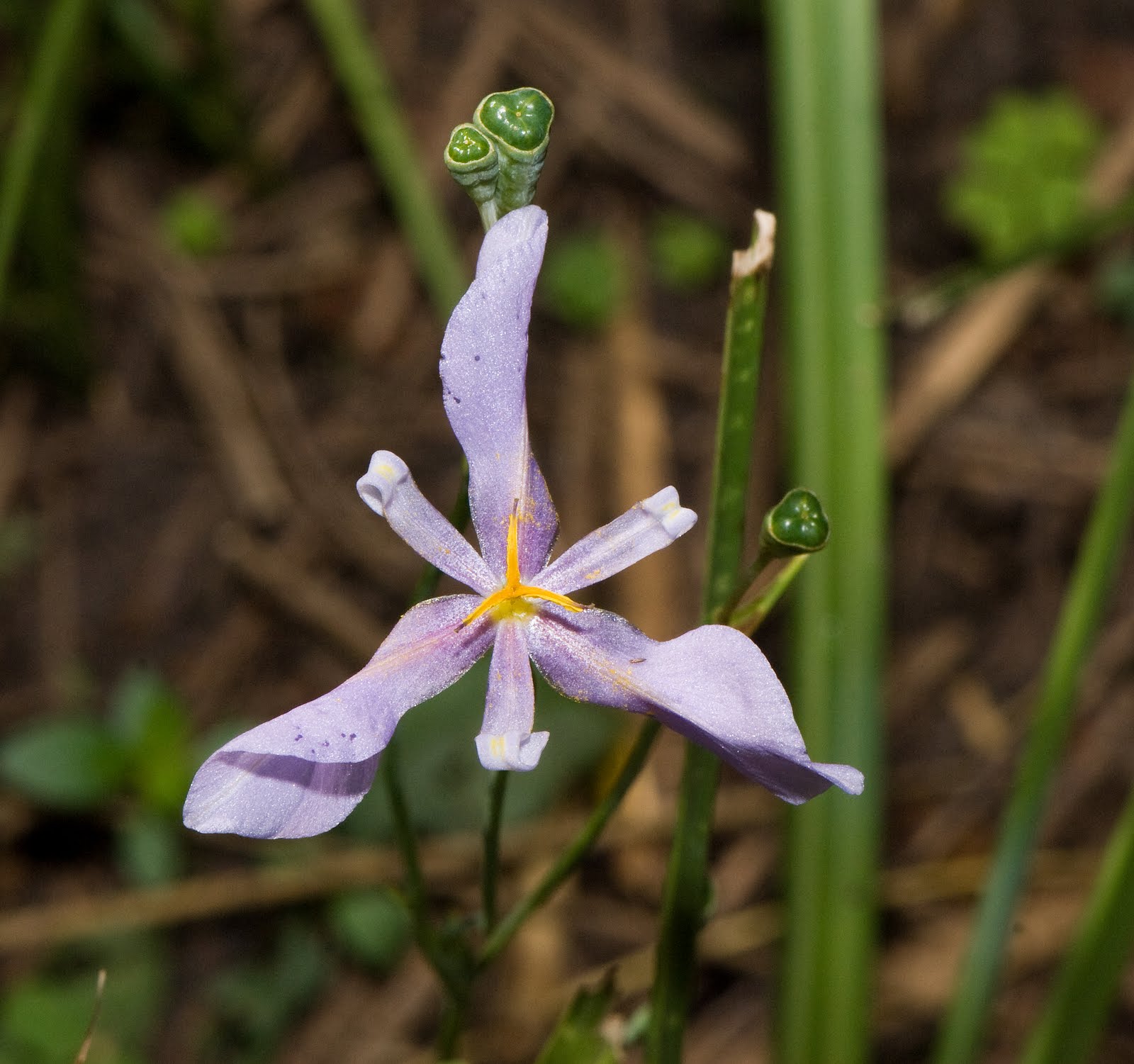 FOTOGRAFIAS DE LA FLORA AUTOCTONA DEL URUGUAY: Calydorea amabilis