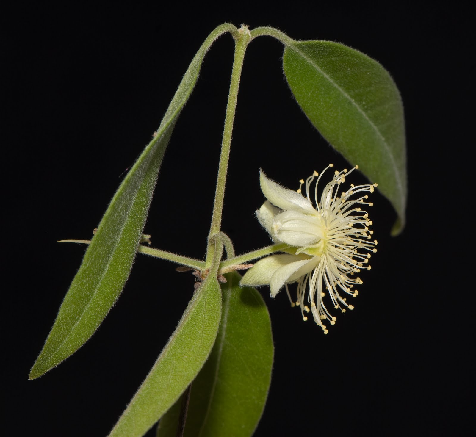FOTOGRAFIAS DE LA FLORA AUTOCTONA DEL URUGUAY: UBAJAY