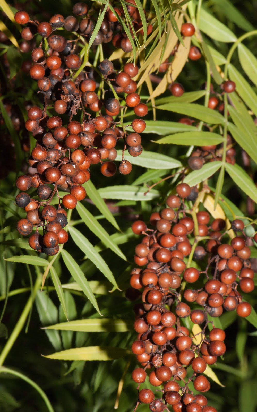 FOTOGRAFIAS DE LA FLORA AUTOCTONA DEL URUGUAY: ANACAHUITA