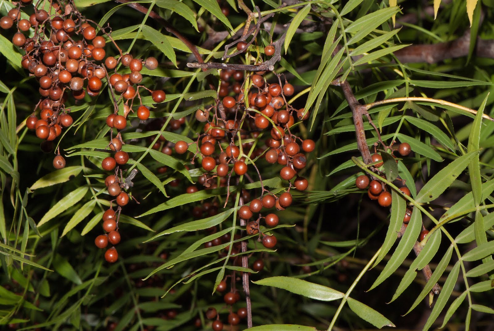 FOTOGRAFIAS DE LA FLORA AUTOCTONA DEL URUGUAY: ANACAHUITA