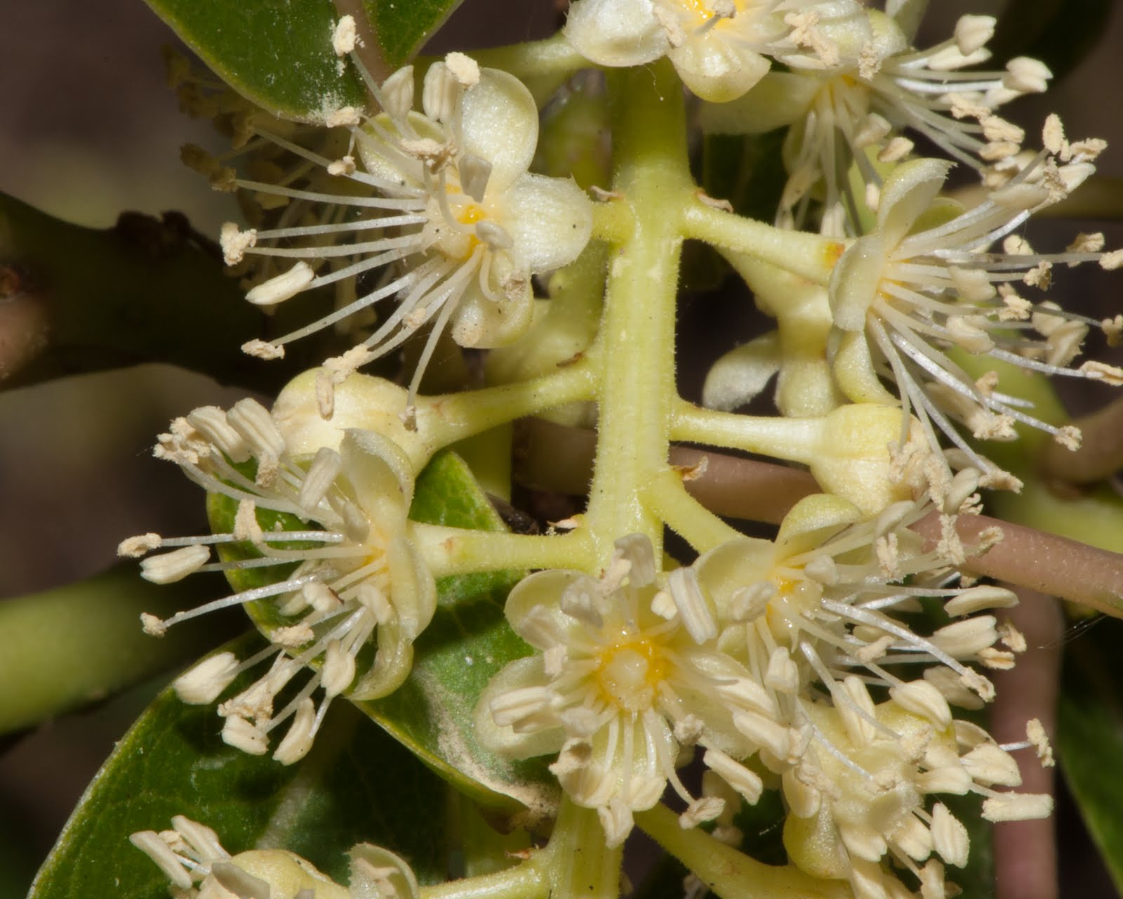 FOTOGRAFIAS DE LA FLORA AUTOCTONA DEL URUGUAY: OMBÚ