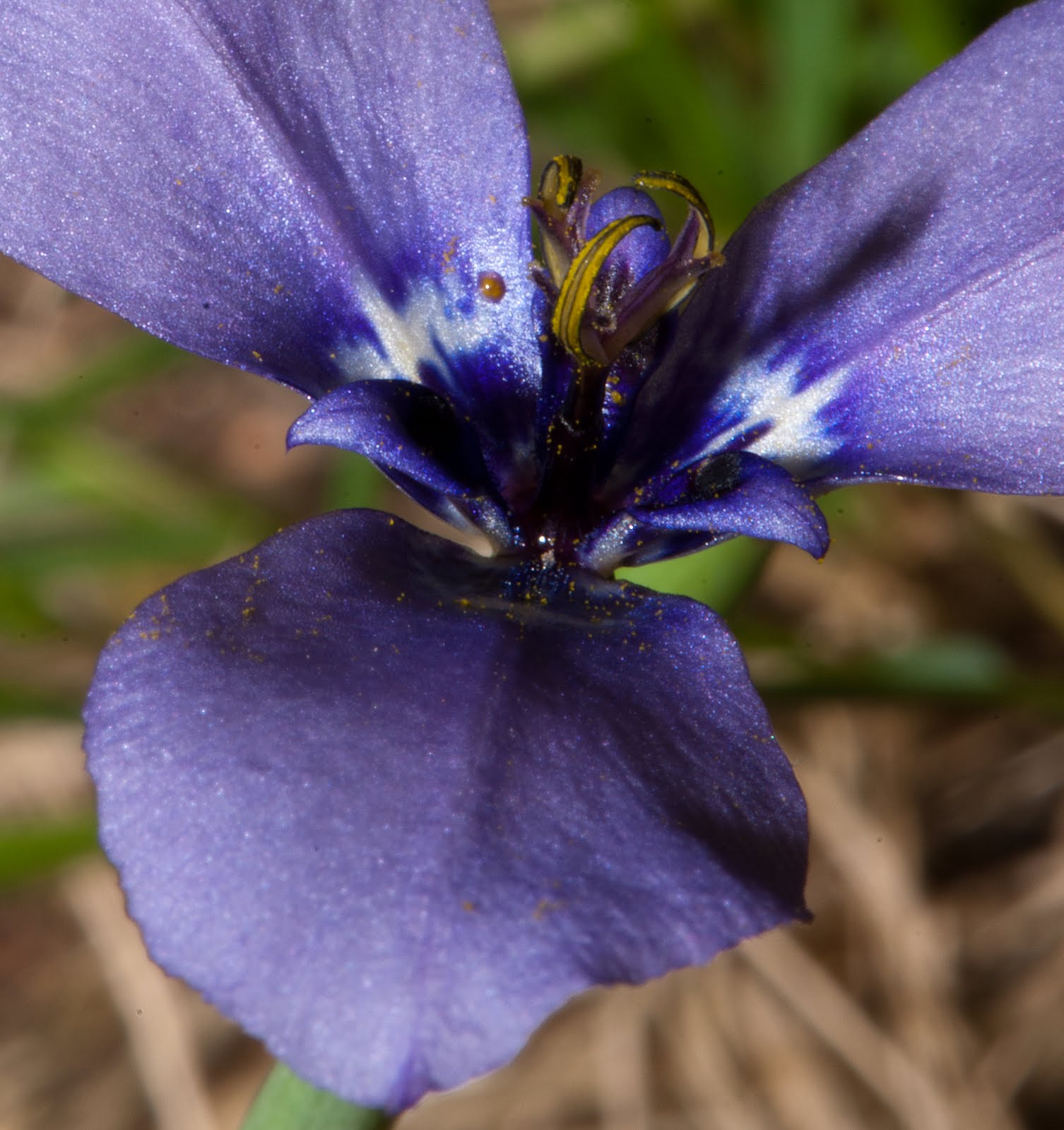 FOTOGRAFIAS DE LA FLORA AUTOCTONA DEL URUGUAY: BIBÍ DEL CAMPO ...
