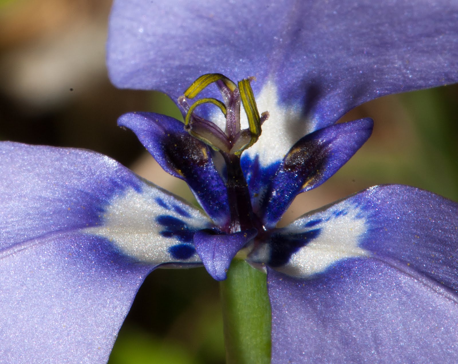 FOTOGRAFIAS DE LA FLORA AUTOCTONA DEL URUGUAY: BIBÍ DEL CAMPO ...