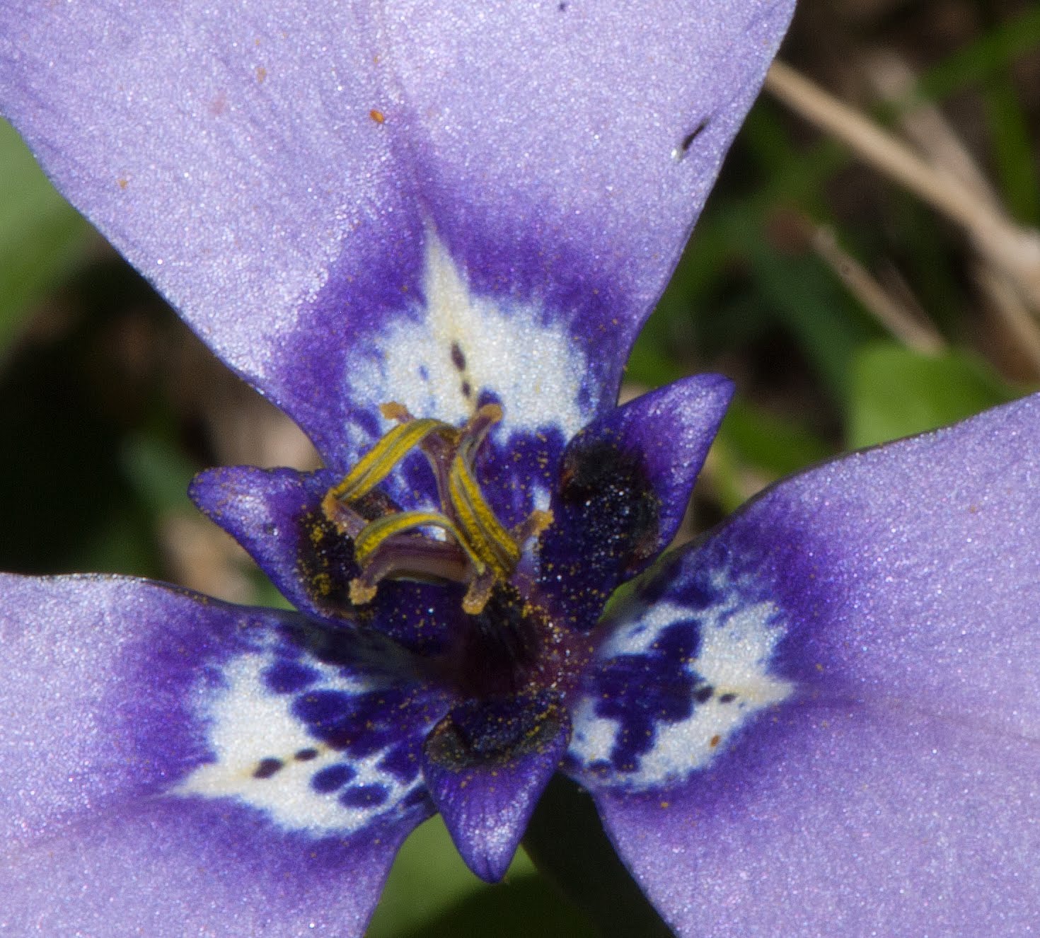FOTOGRAFIAS DE LA FLORA AUTOCTONA DEL URUGUAY: BIBÍ DEL CAMPO ...