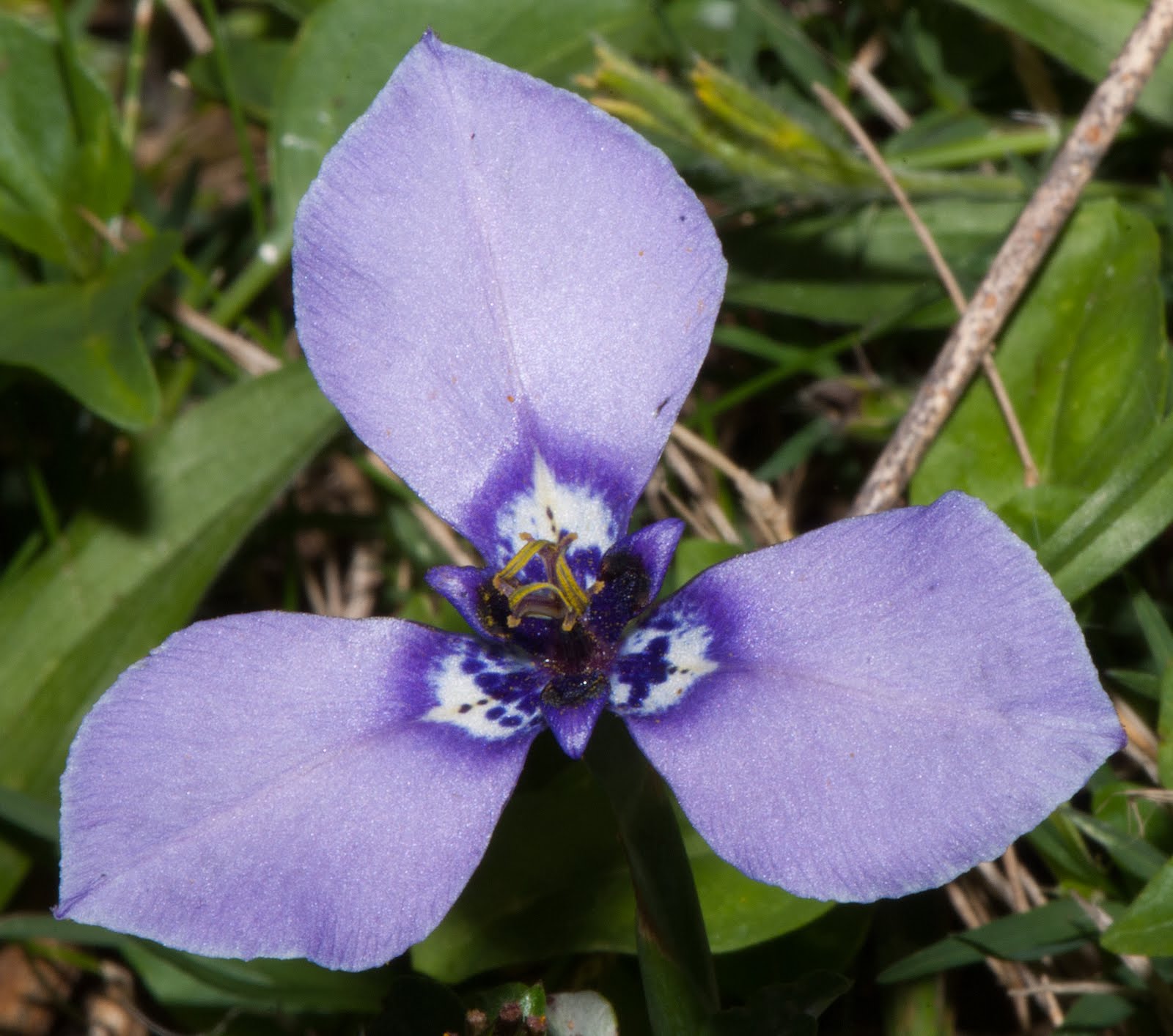 FOTOGRAFIAS DE LA FLORA AUTOCTONA DEL URUGUAY: BIBÍ DEL CAMPO ...