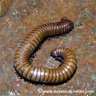 invertebrados: Lacraia