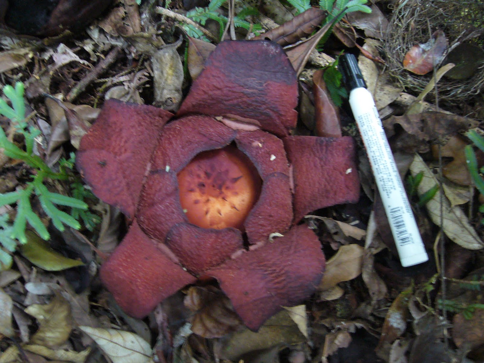 SEKSI PTN WIL I TAMAN NASIONAL BATANG GADIS: BUNGA RAFFLESIA KEMBALI ...