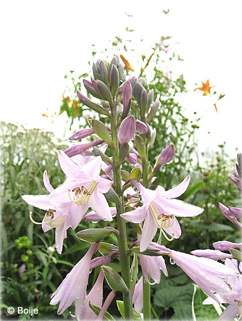 The Secret Garden: Hostan blommar