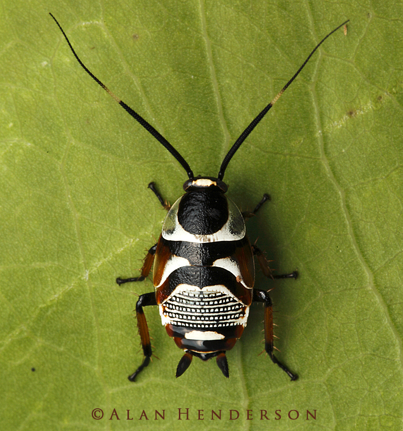 robertafleck: Images of the Most Beautiful Cockroaches From Around the ...