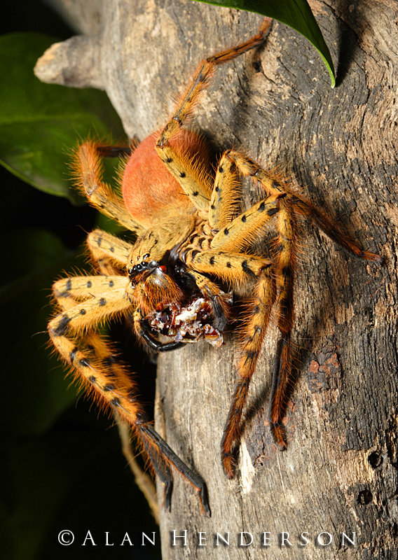 Minibeast Wildlife - Rainforest Encounters: Bright orange amongst the green