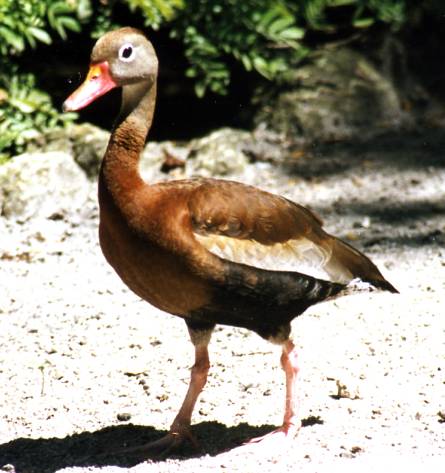 Informativo Animalista: MAS DE 2.000 PATOS MIGRATORIOS MUEREN ...