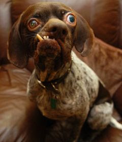 Informativo Animalista: Ug-Doug el perro más feo del mundo es adoptado