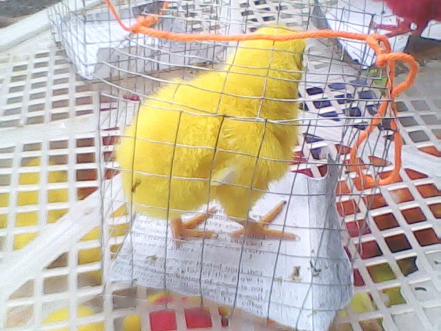 The Quack Chef: Sisiw