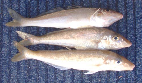 The Quack Chef: Pesa, Swam, Nilaga & Tinola: How Much Difference Do ...