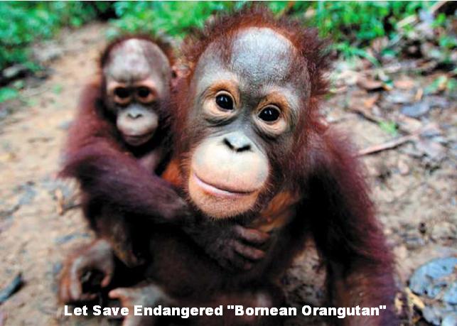 Prolonging me : Time To Speak UP !!: Why are Orangutans an Endangered ...