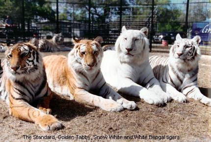 Prolonging me : Time To Speak UP !!: Bengal Tigers: The Four Unique Colors