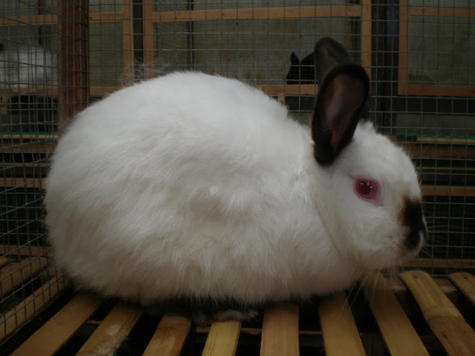 RABBIT 4 SALE: Menjual Macam-Macam jenis/Ras Kelinci Hias