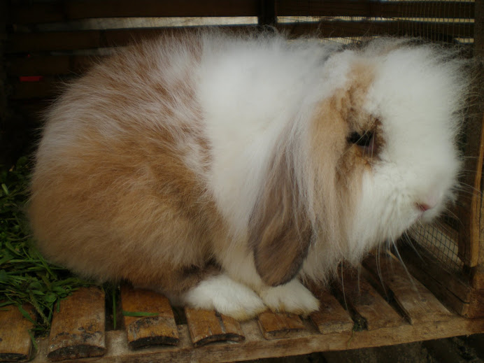RABBIT 4 SALE: Menjual Macam-Macam jenis/Ras Kelinci Hias