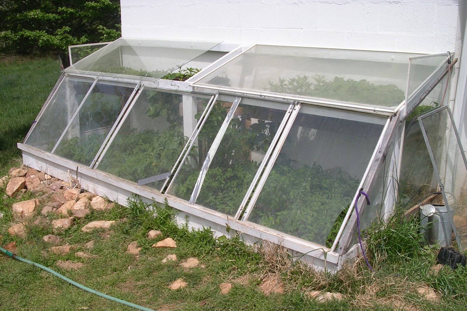 Milk and Honey Farm: Hot house tomatoes