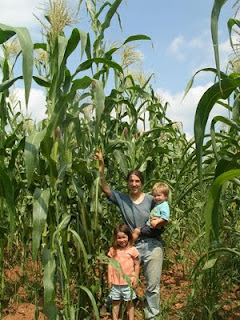 Milk and Honey Farm: Heirloom field corn