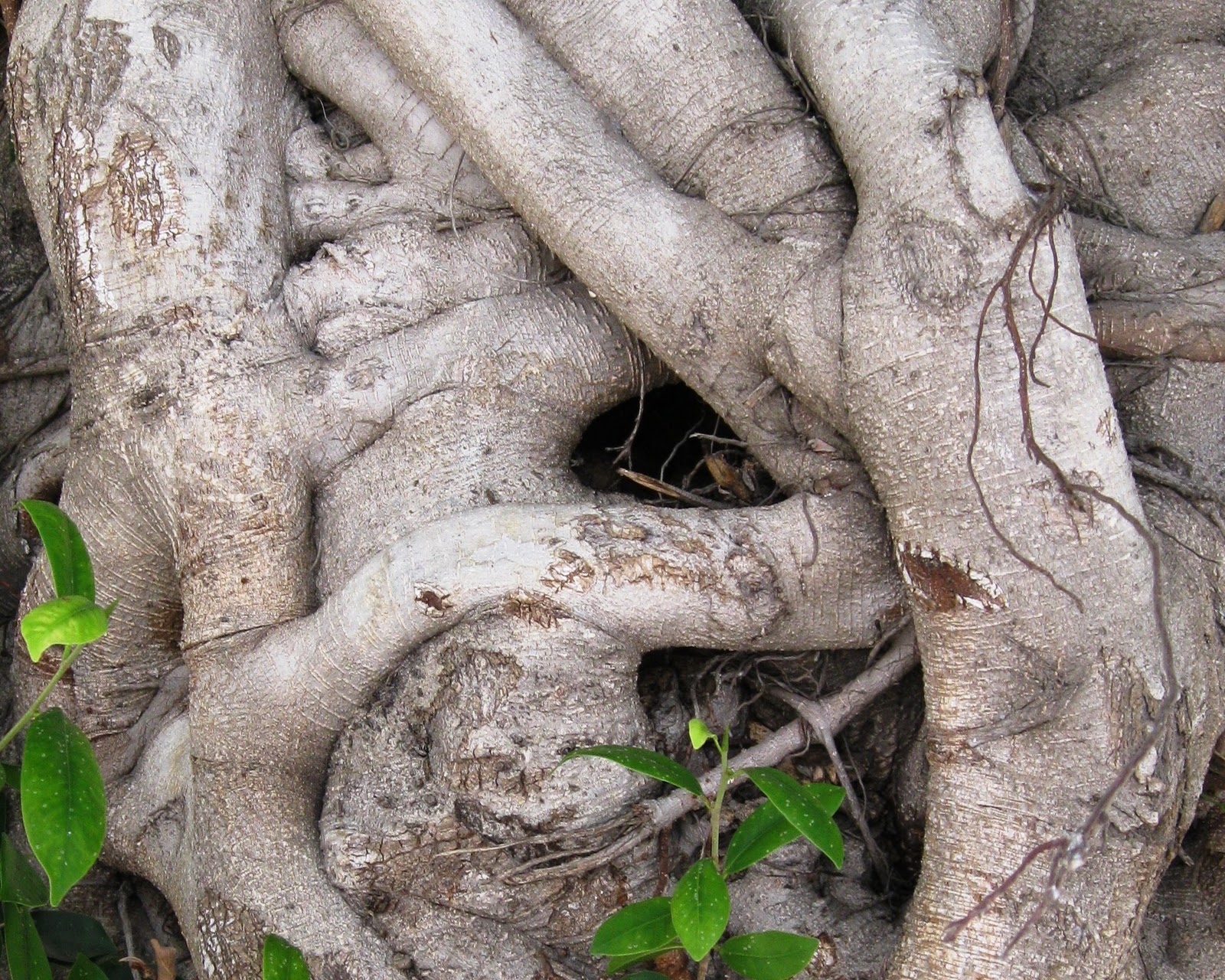 Bible Blog Your Life : Genesis 2: Tree of Renewed Life